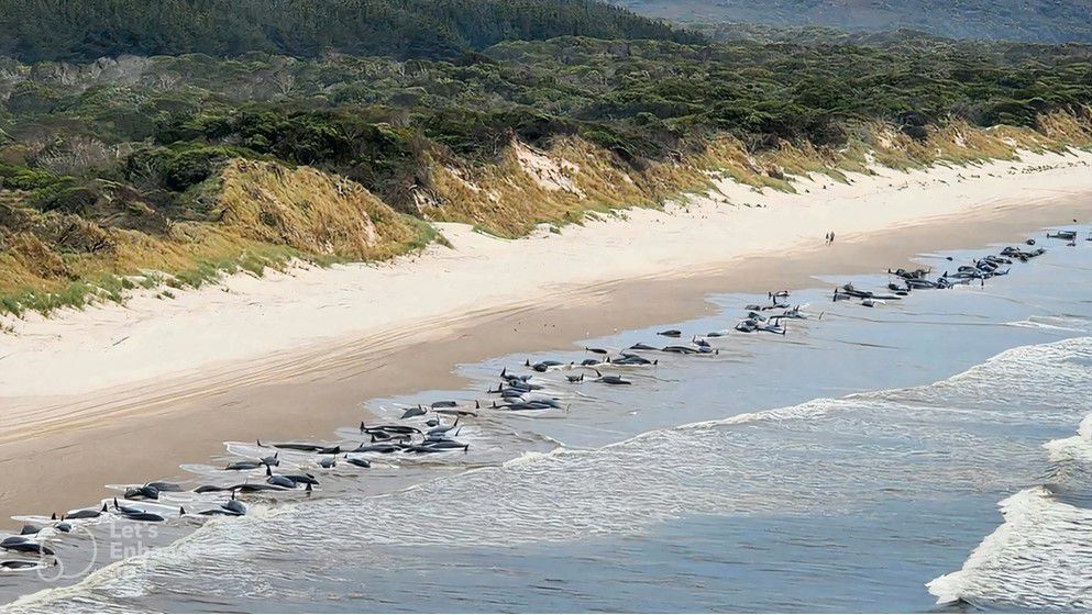 230 pilot whales stranded in Australia, ‘about half’ feared de...