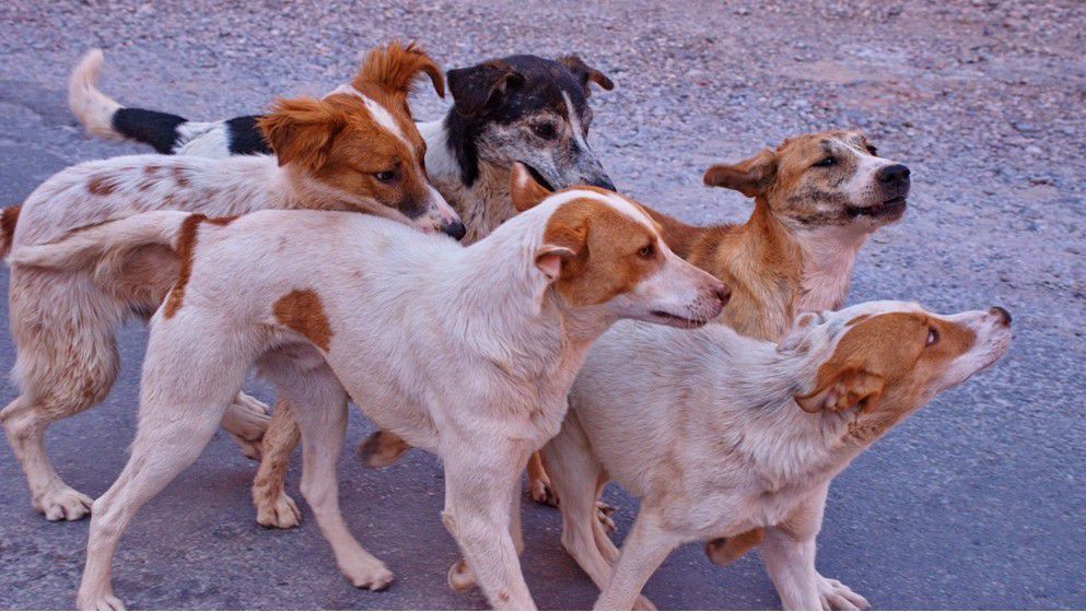 Citizen donates land to shelter stray dogs amidst growing conc...