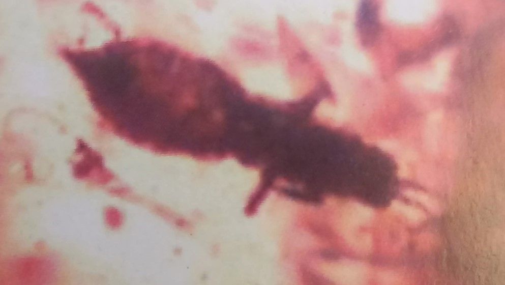 Thrips, a Thysanoptera insect, was discovered in Jordanian amb...